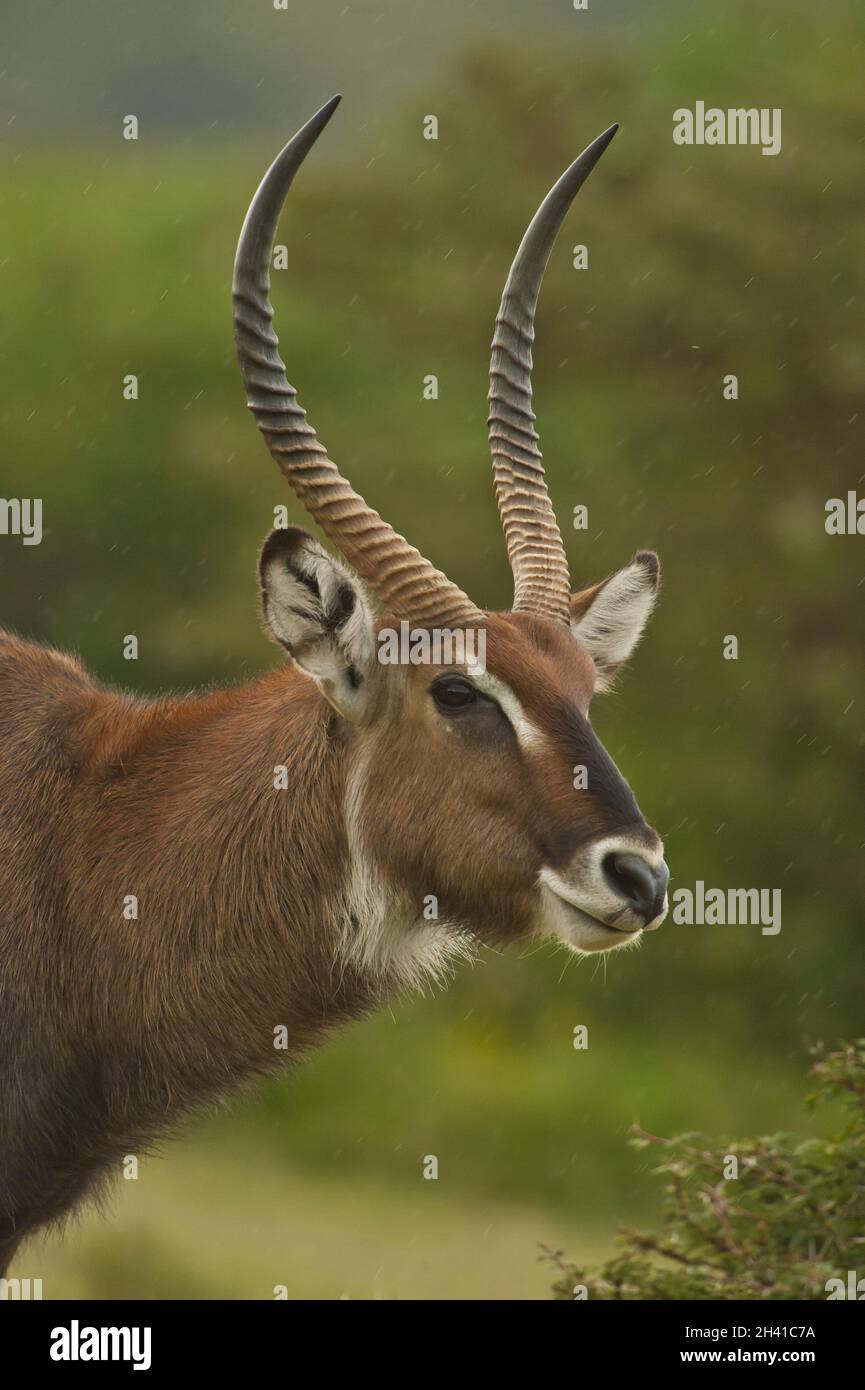 African waterbuck hi-res stock photography and images - Alamy