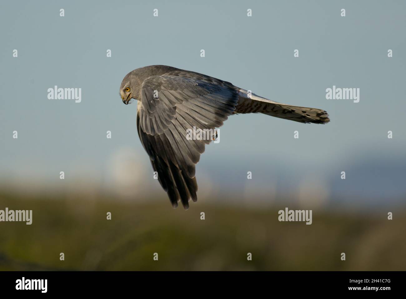 Flying harrier hi-res stock photography and images - Alamy