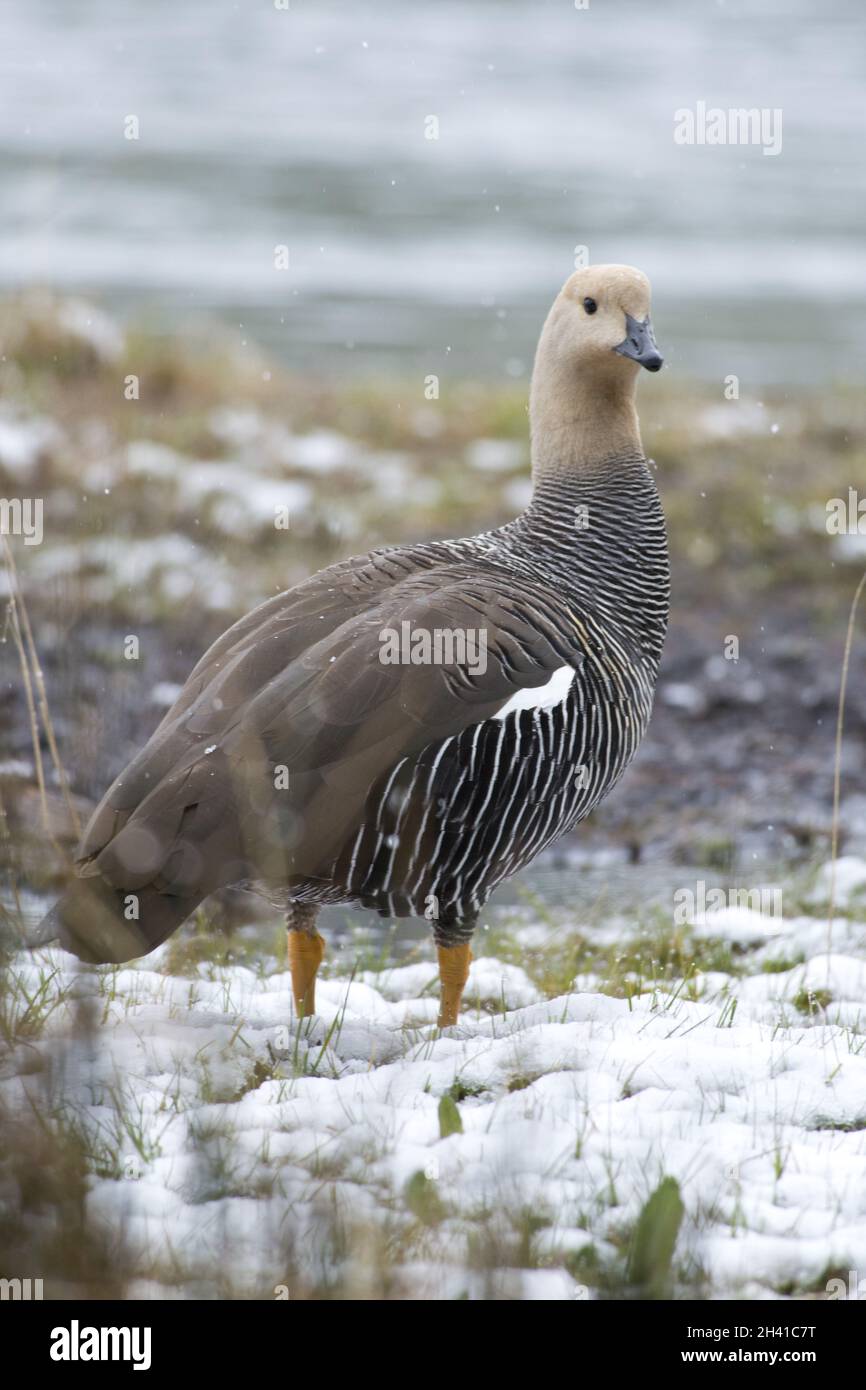 Female Upland Goose over the snow Stock Photo - Alamy