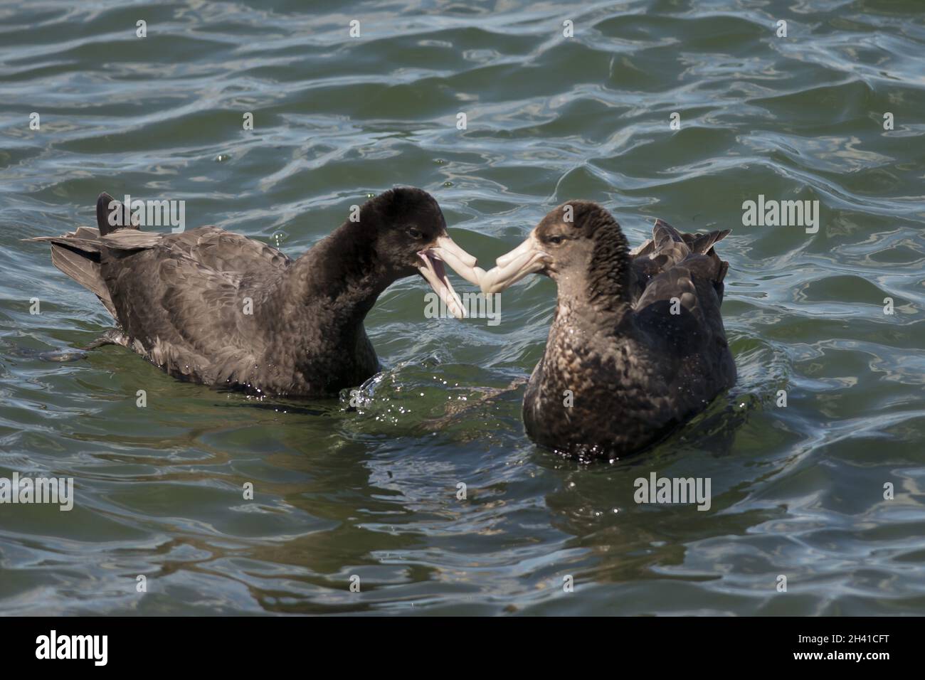 Flying petrel hi-res stock photography and images - Alamy
