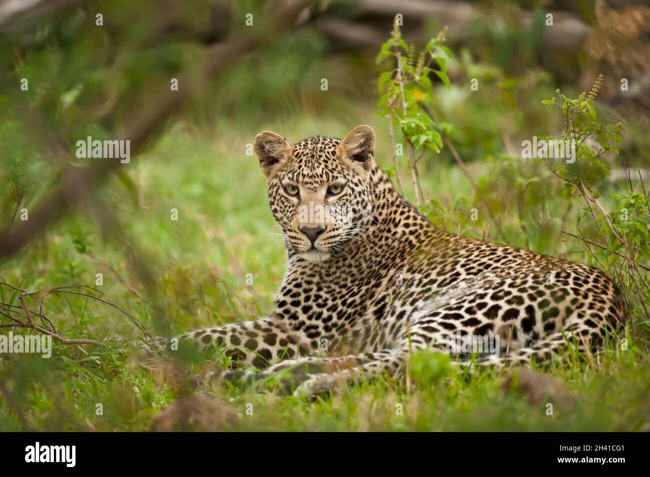 Leopard laying hi-res stock photography and images - Alamy