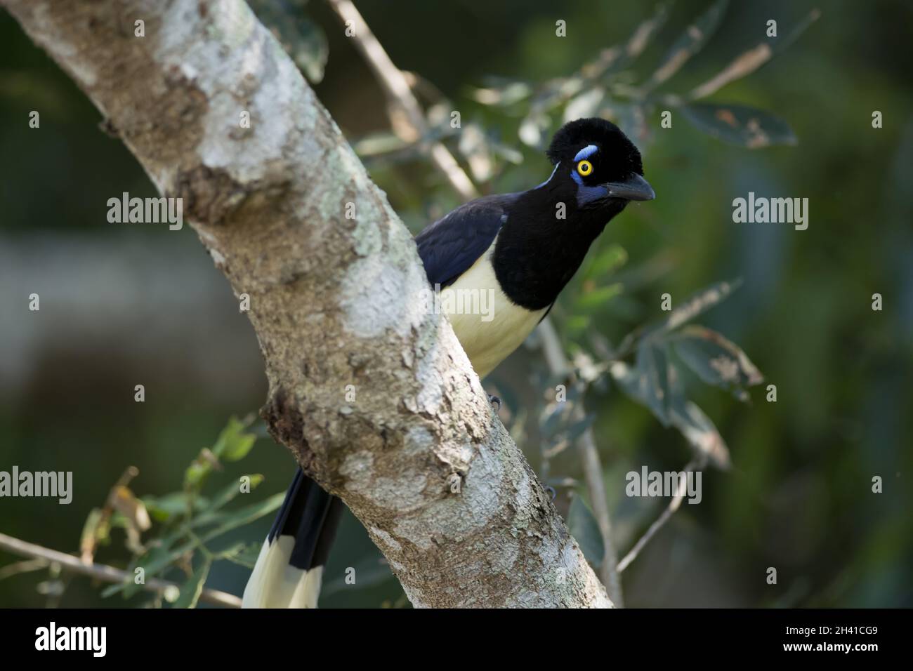 Crested blue jay hi-res stock photography and images - Alamy