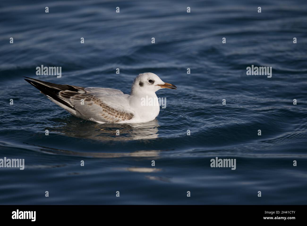 Gull animal hi-res stock photography and images - Alamy