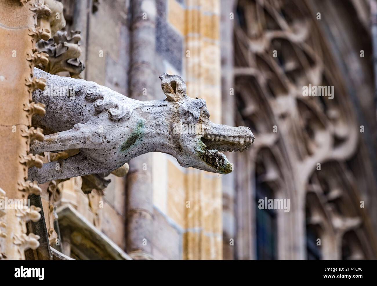 Grotesque gargoyle water spout sculpture on facade of gothic medieval ...