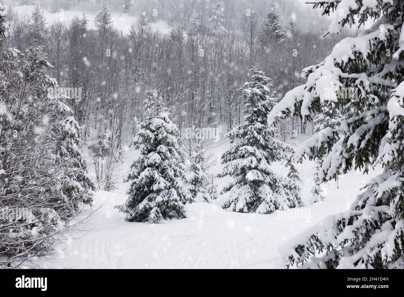 Harsh winter landscape beautiful snowy fir trees Stock Photo - Alamy