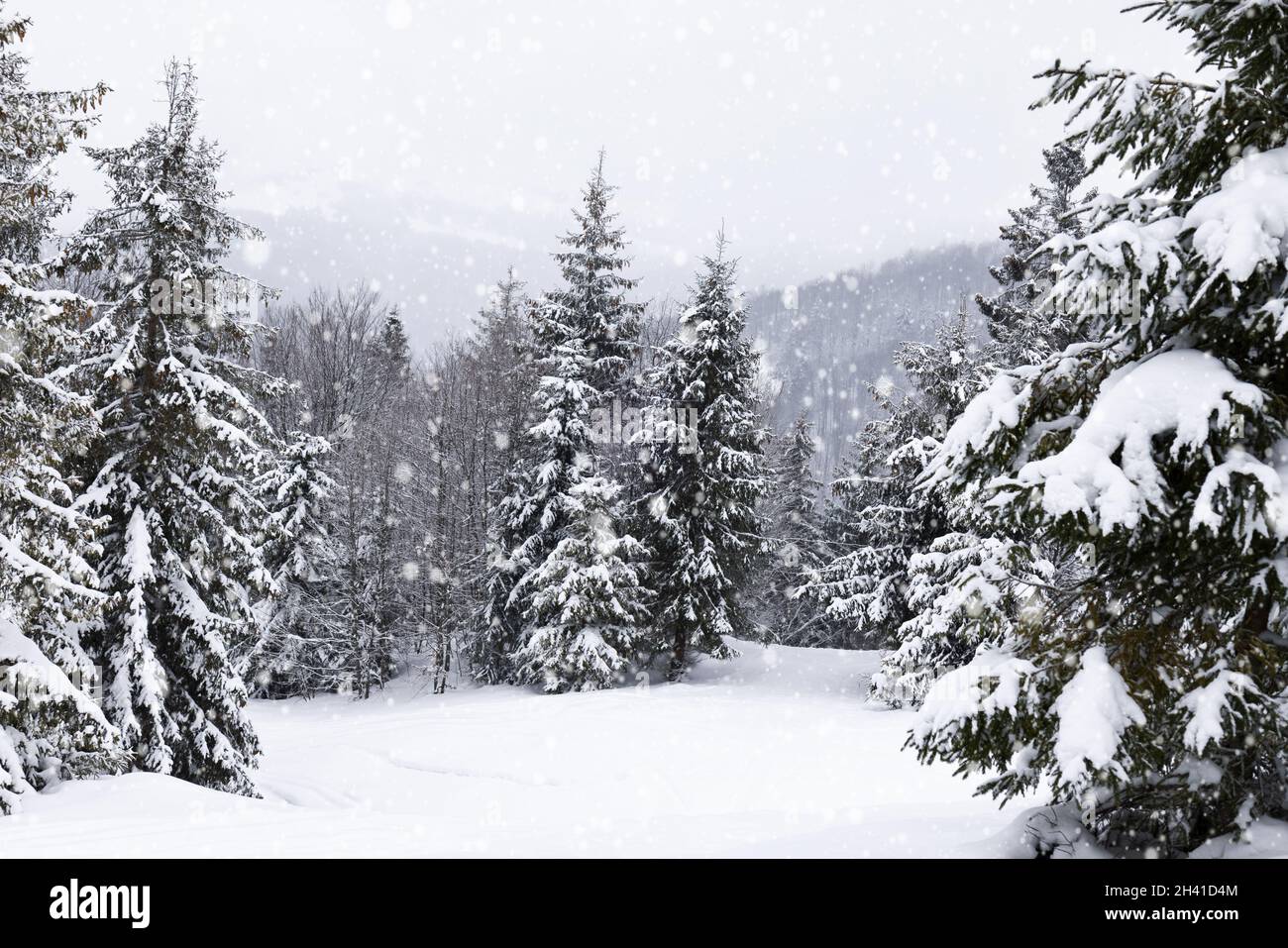 Harsh winter landscape beautiful snowy fir trees Stock Photo - Alamy