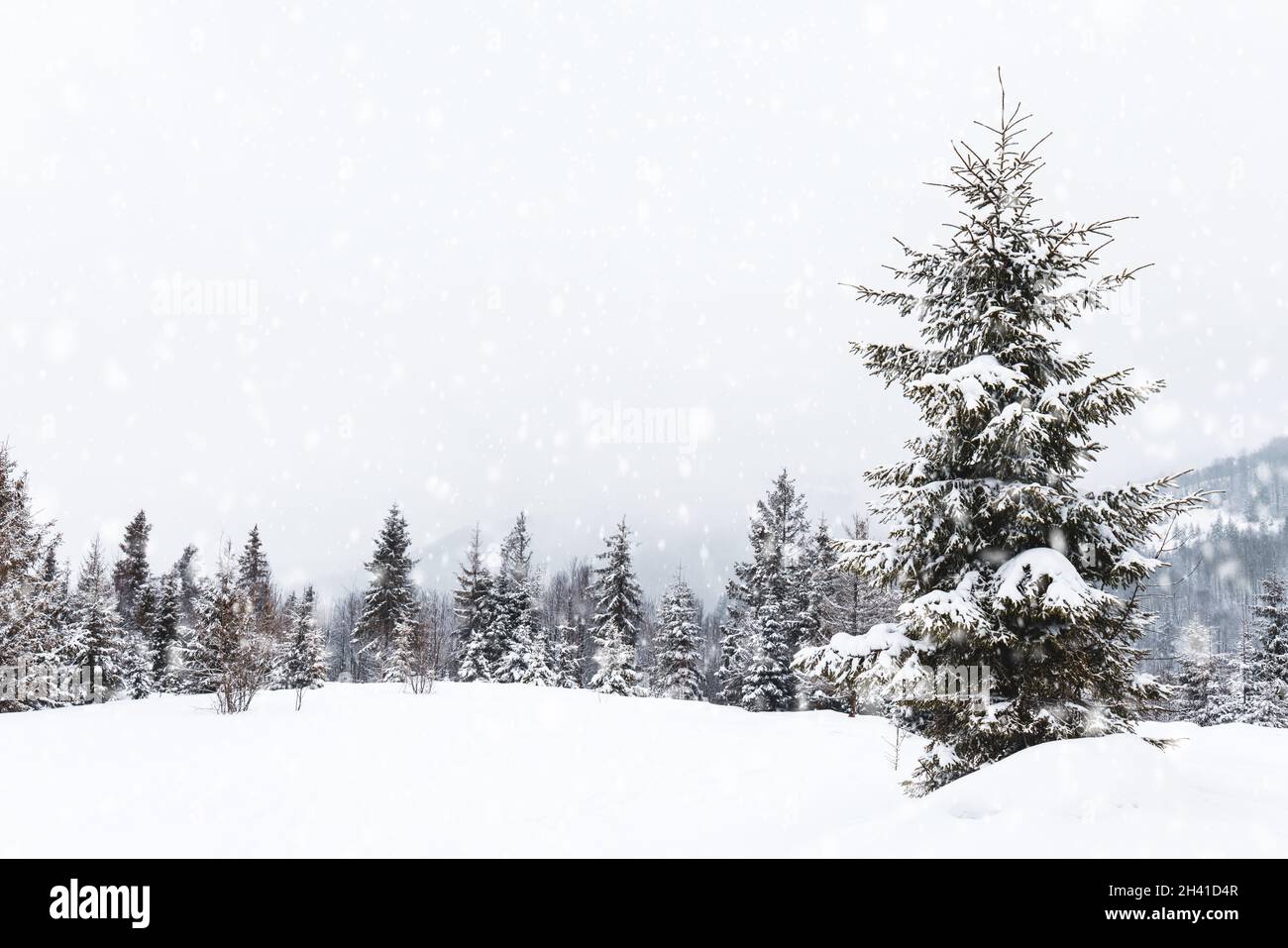 Harsh winter landscape beautiful snowy fir trees Stock Photo - Alamy