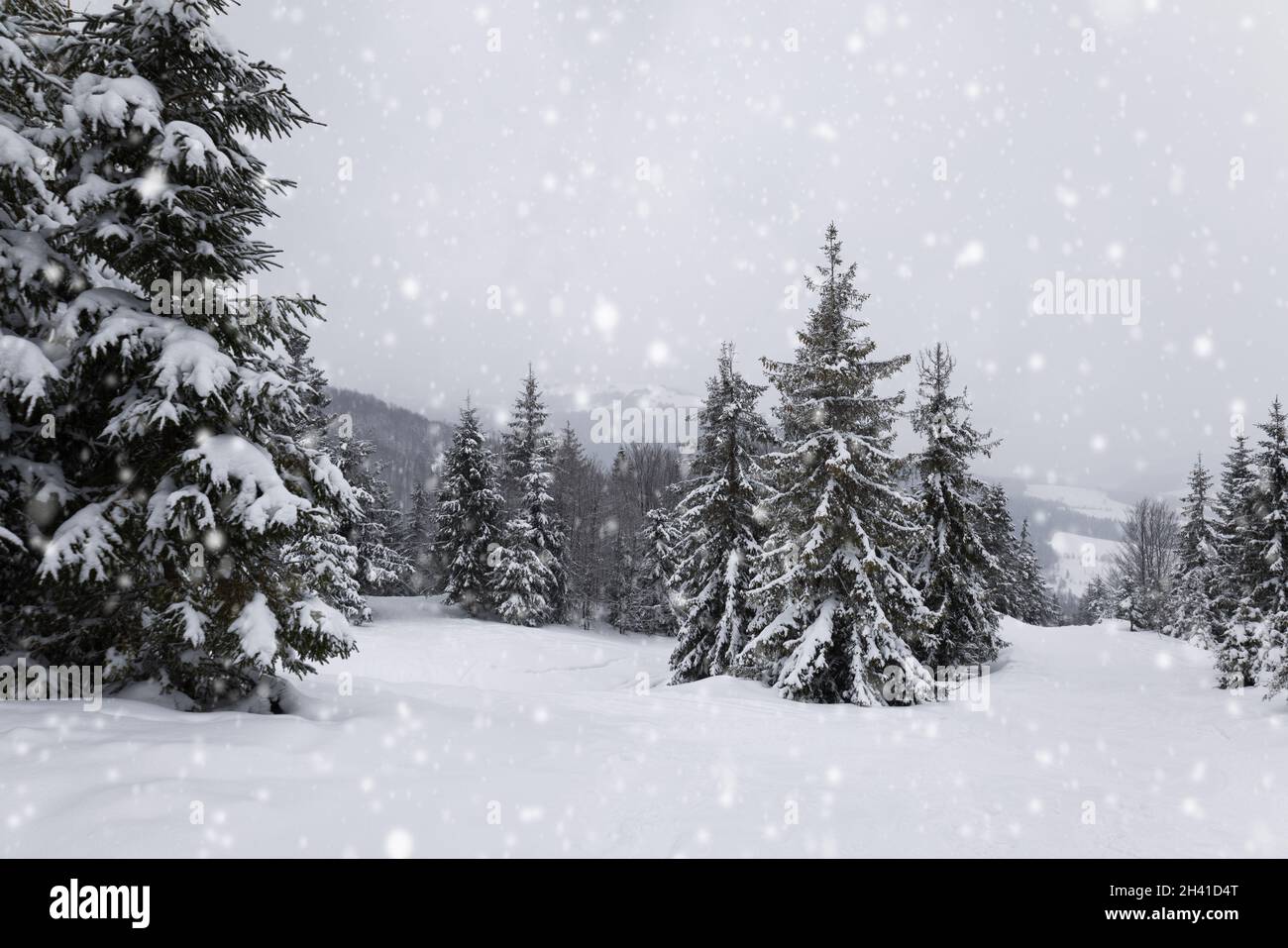 Harsh winter landscape beautiful snowy fir trees Stock Photo - Alamy