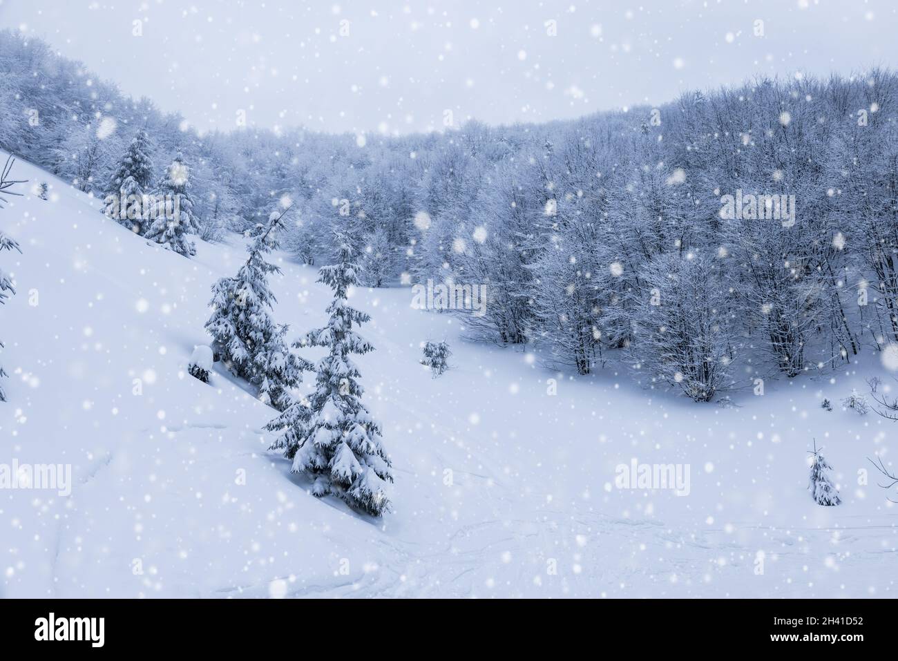 Harsh winter landscape beautiful snowy fir trees Stock Photo - Alamy
