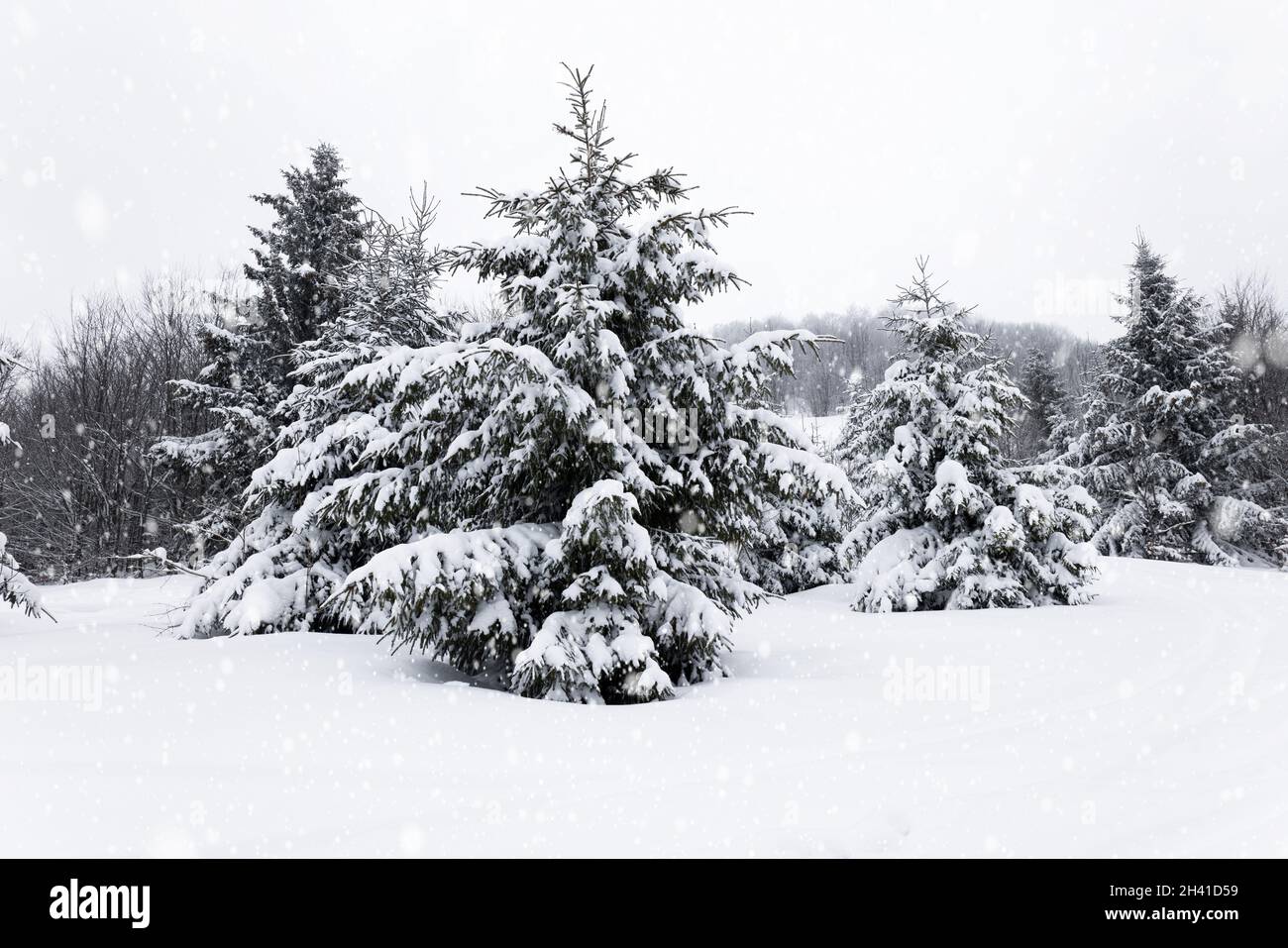 Harsh winter landscape beautiful snowy fir trees Stock Photo - Alamy