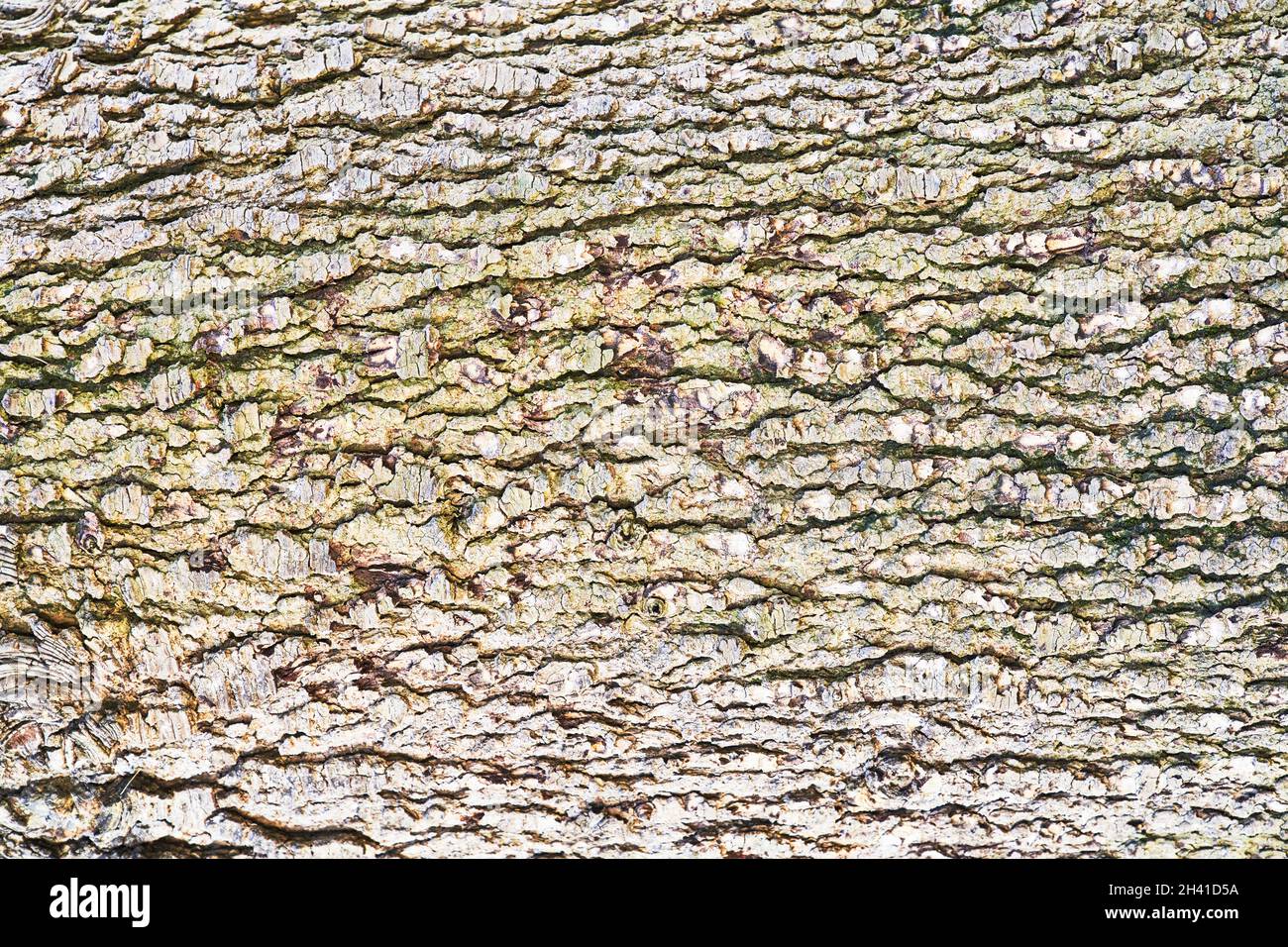 Beautiful tree bark texture image Stock Photo - Alamy