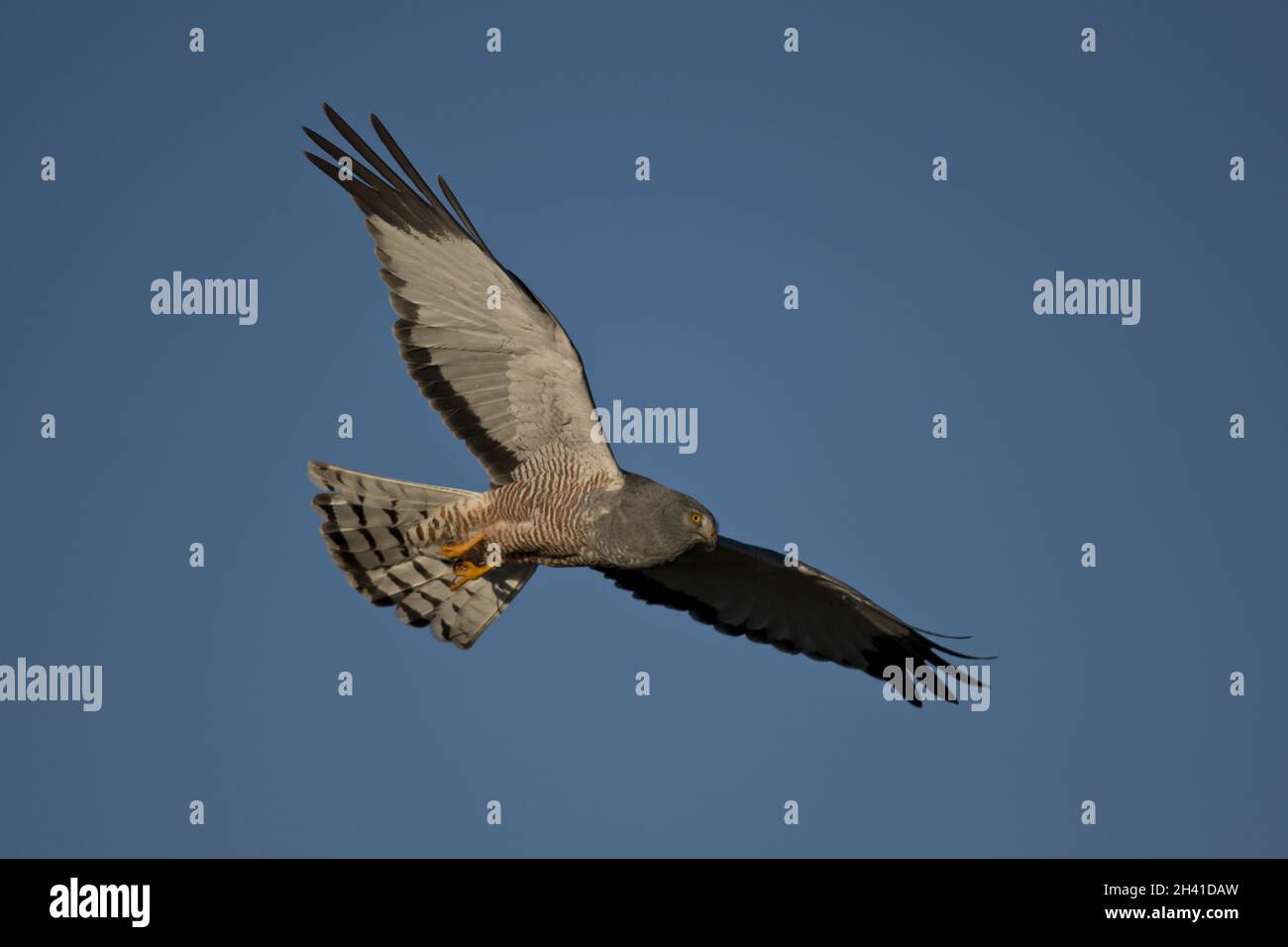Flying harrier hi-res stock photography and images - Alamy
