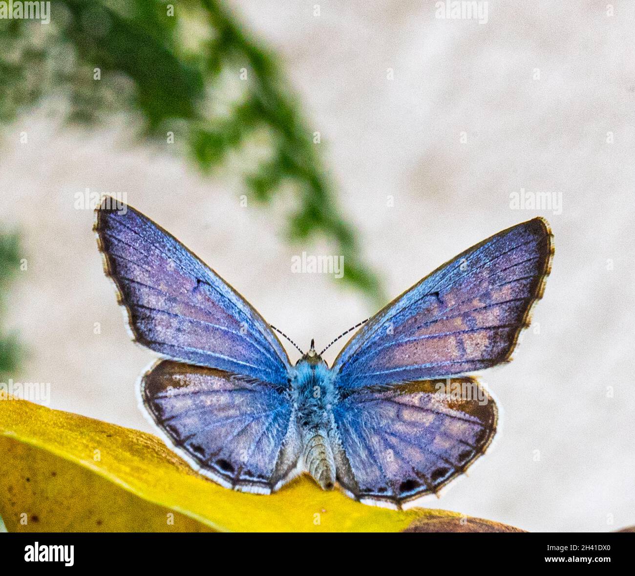 A chilades Lajus butterfly sitting on a leaf and basking Stock Photo ...