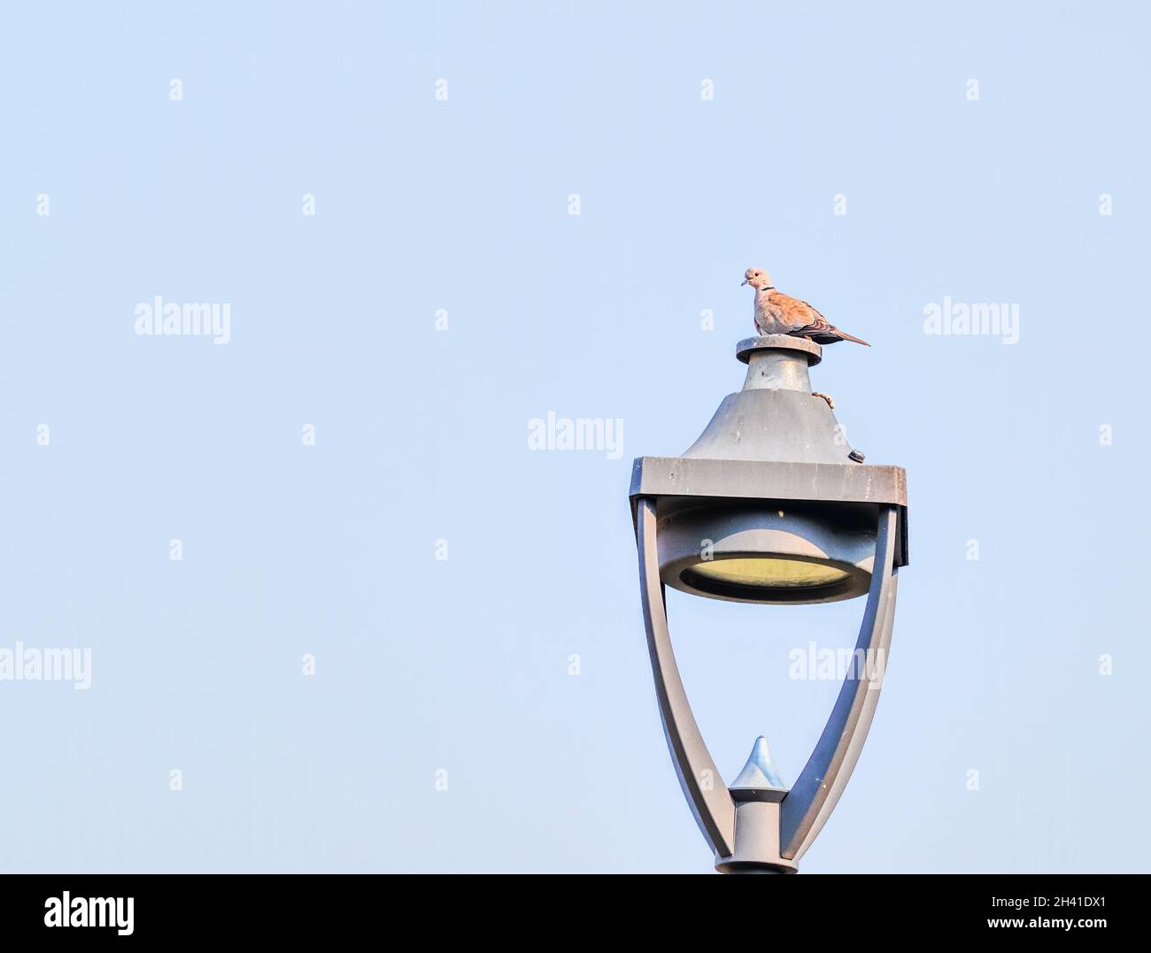 A collar dove resting on a designer lamp post Stock Photo - Alamy