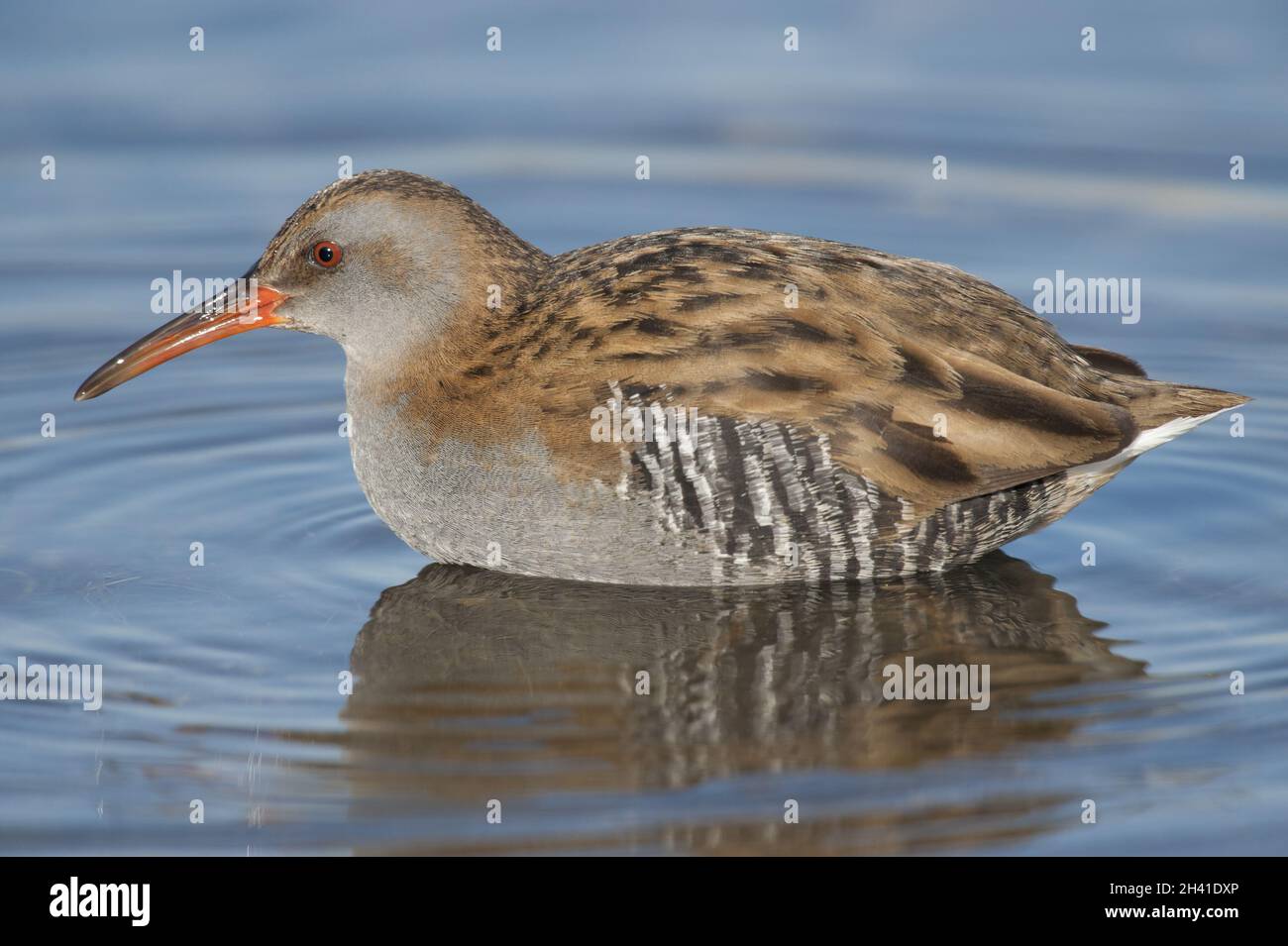 Rail family bird hi-res stock photography and images - Alamy