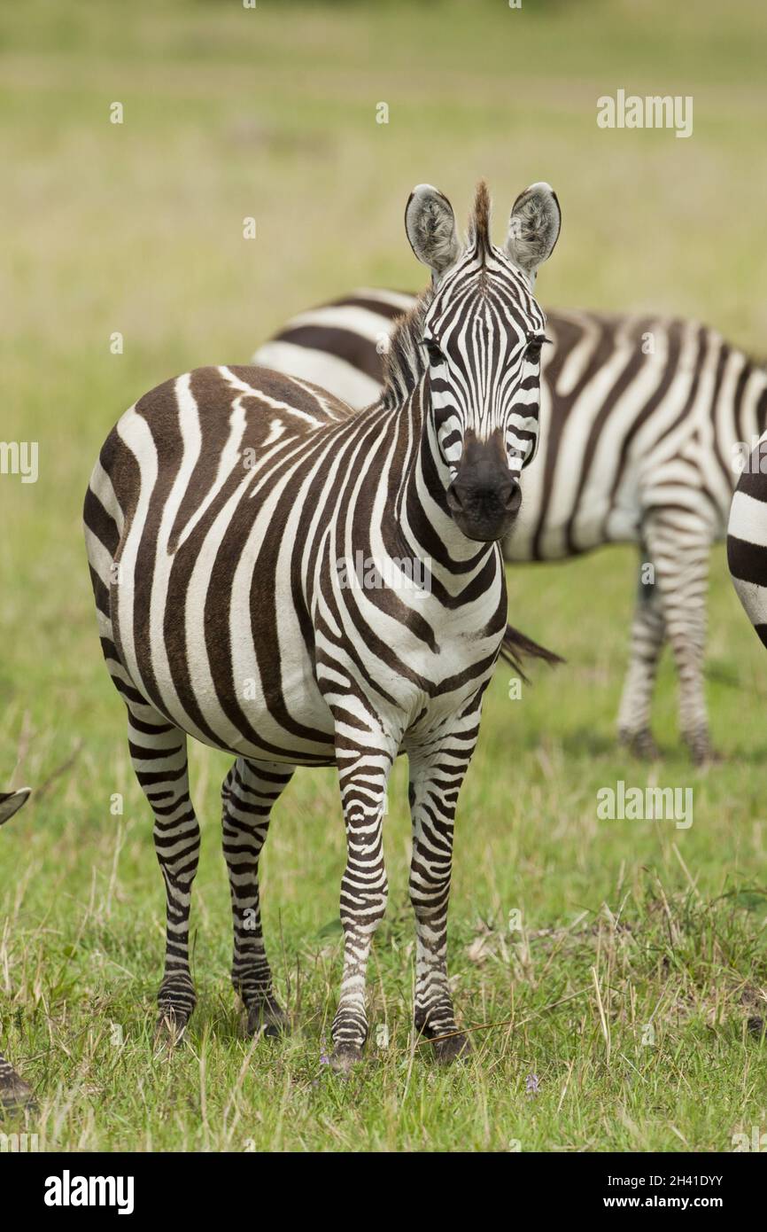 Africa savannah zebra wildlife hi-res stock photography and images - Alamy