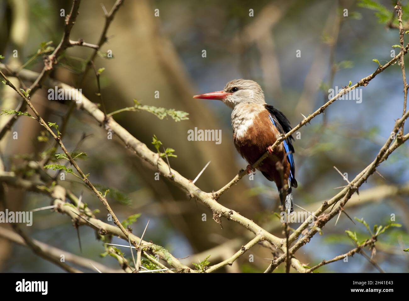 Grey kingfisher hi-res stock photography and images - Alamy