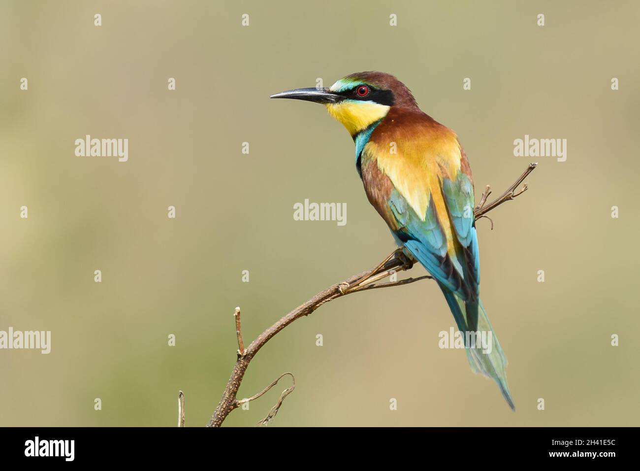 Bee-eater in natural Oasis Stock Photo - Alamy