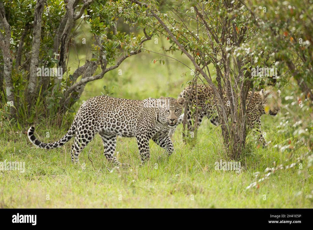 Leopard looking in camera Stock Photo - Alamy