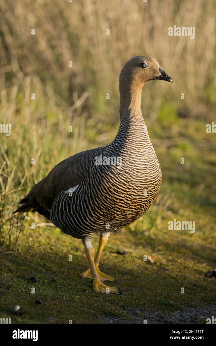 Female Upland Goose Stock Photo - Alamy