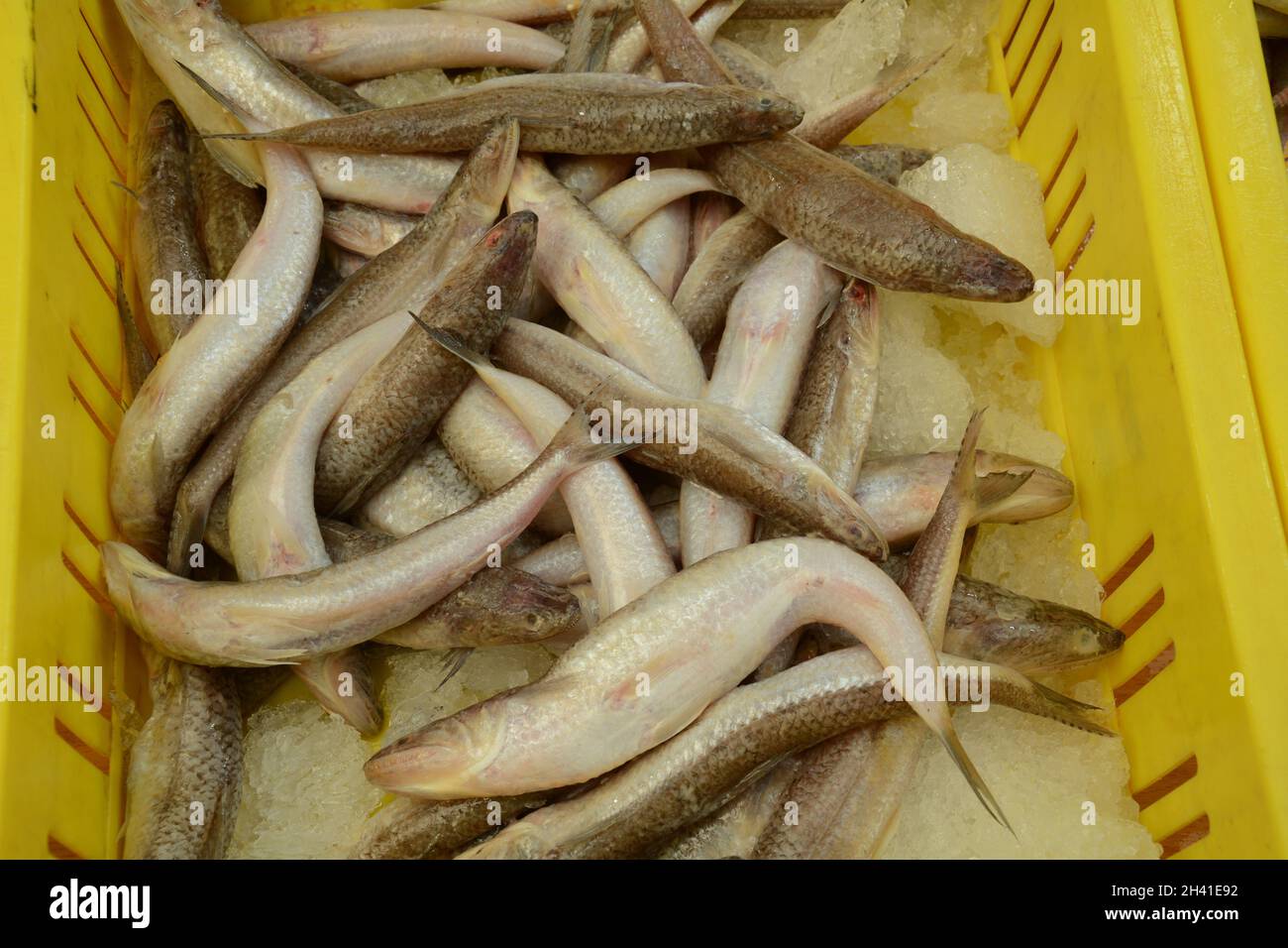 Fresh fish of the Mediterranean sea at the East Arab market of old City ...