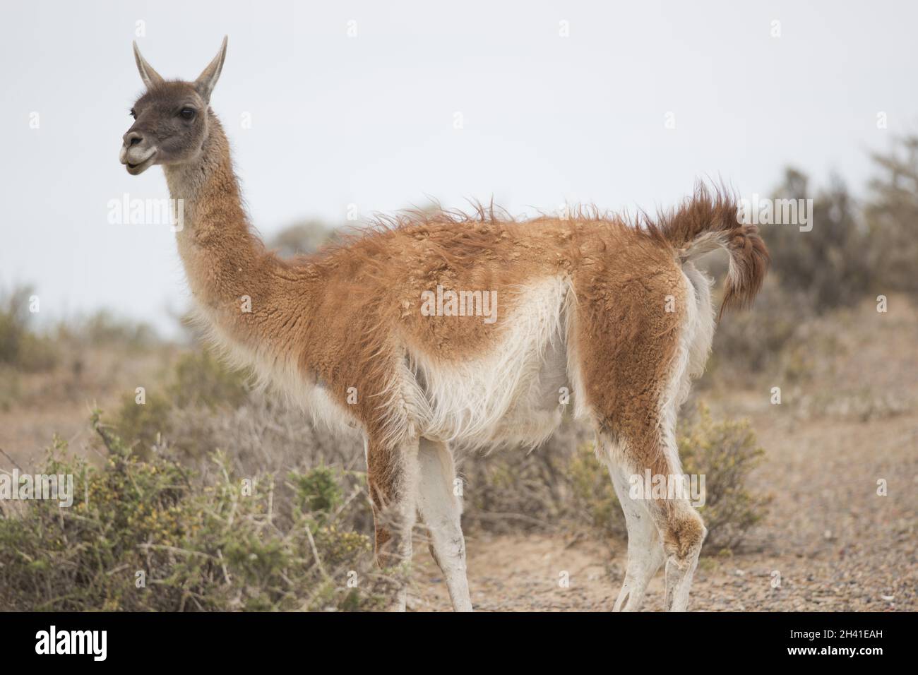 Guanaco argentina hi-res stock photography and images - Alamy