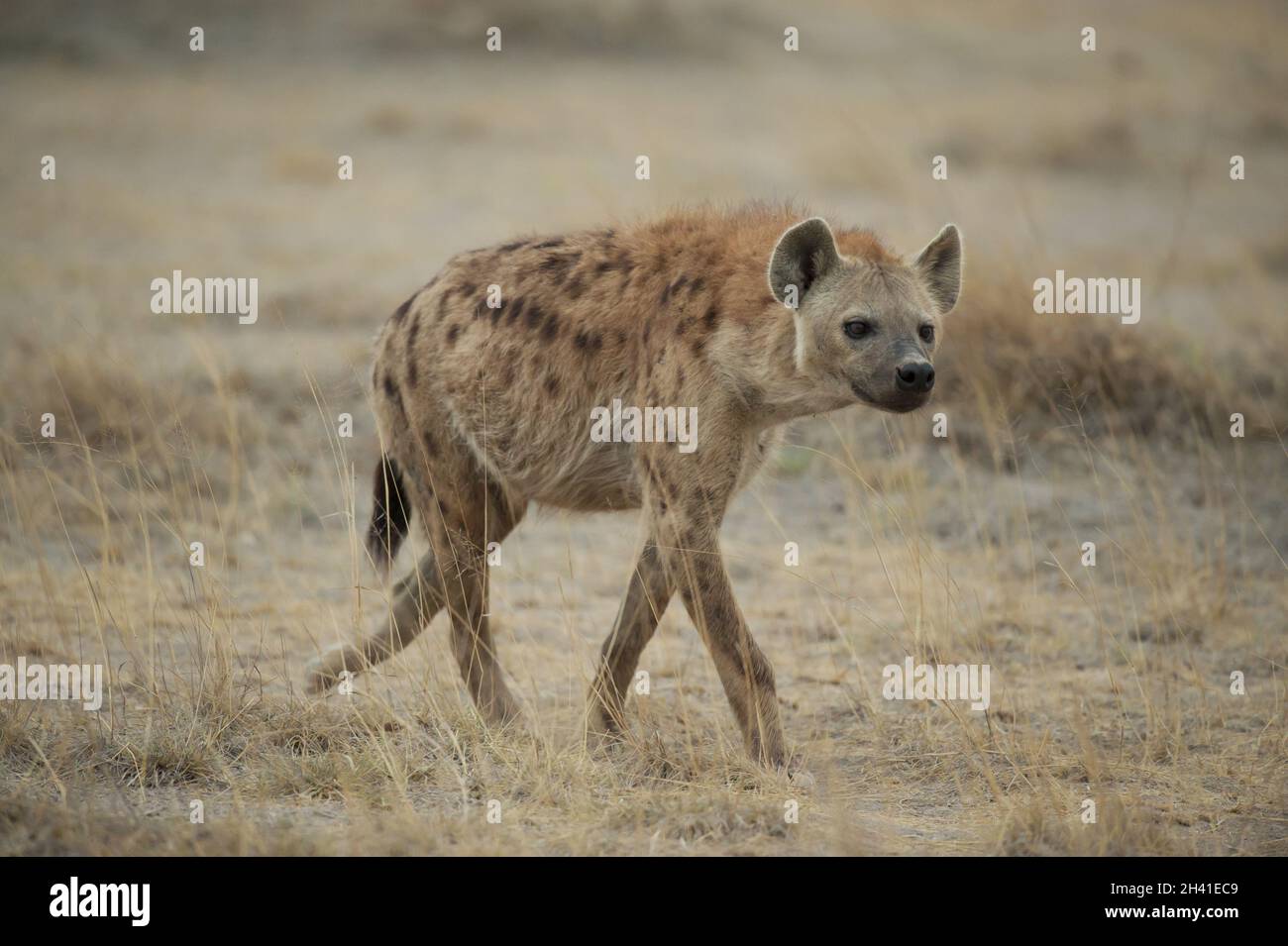 Hyena walking in the Savannah Stock Photo - Alamy