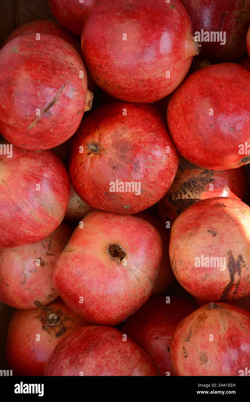 Red acre leaf hi-res stock photography and images - Alamy