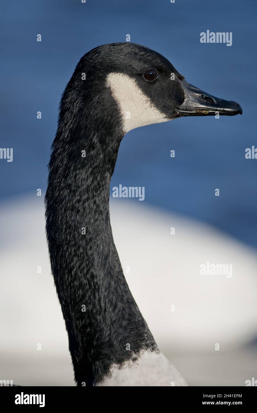 Canada goose webbed feet hi-res stock photography and images - Alamy