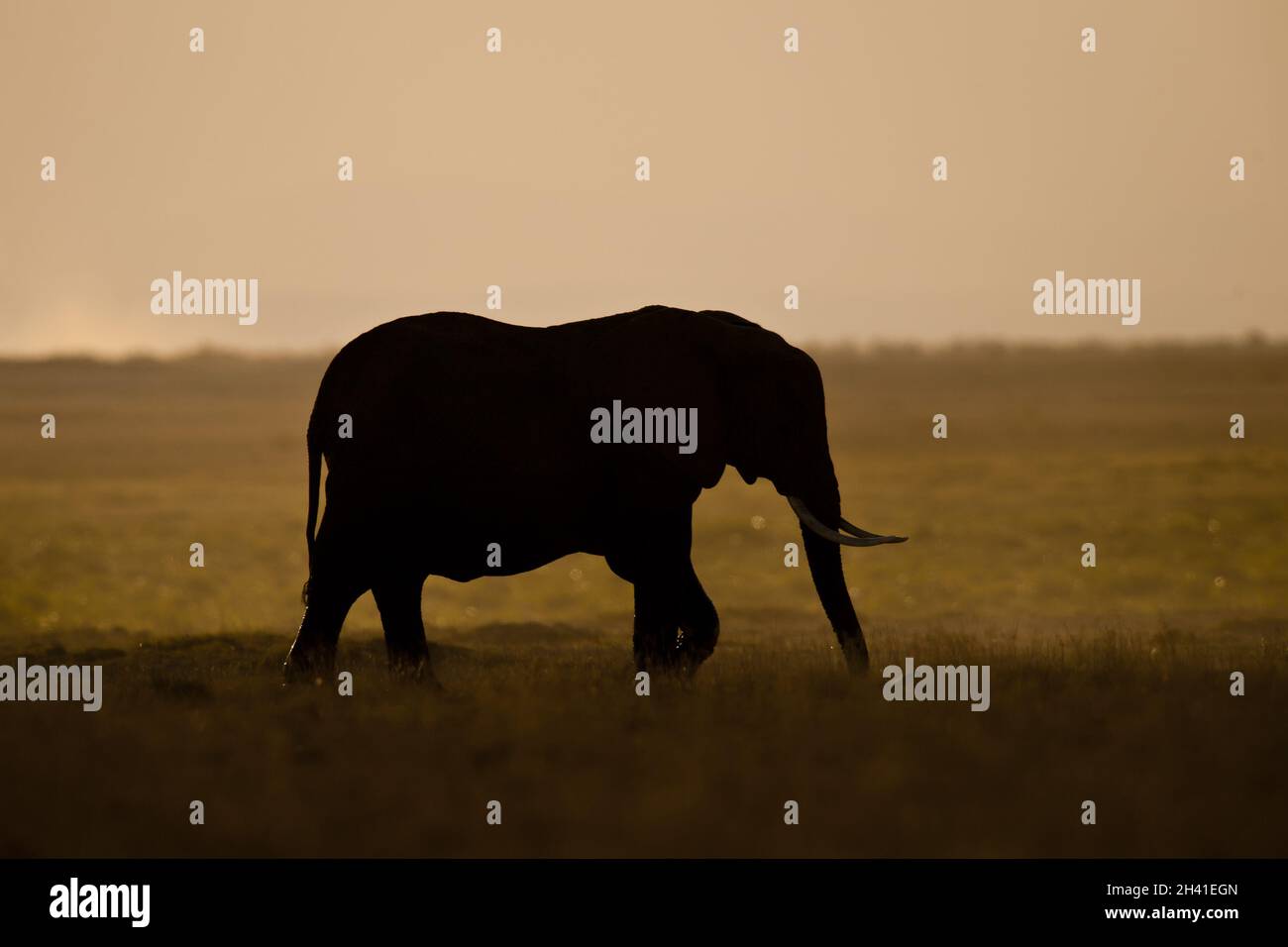 Elephant seen safari park hi-res stock photography and images - Alamy