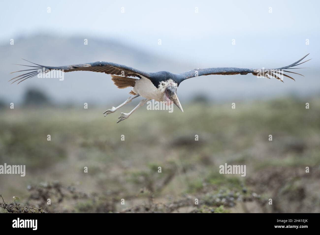 Marabou Stork Flying Stock Photo - Alamy