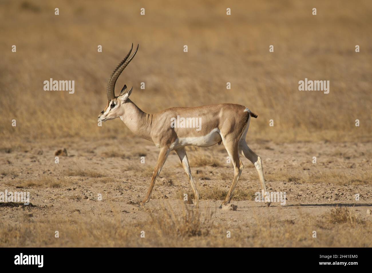 Gazelle amboseli kenya africa hi-res stock photography and images - Alamy