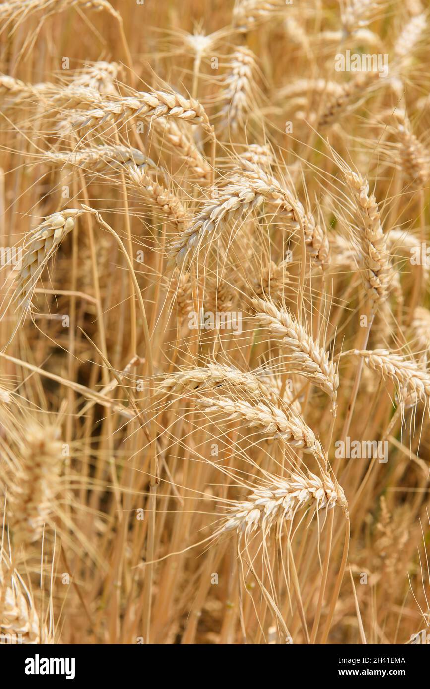Spike of Wheat Stock Photo - Alamy