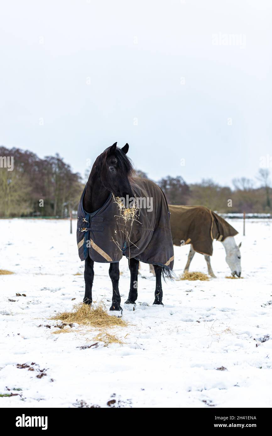 Horses grazing on hay that the farmer has provided during a rare heavy ...