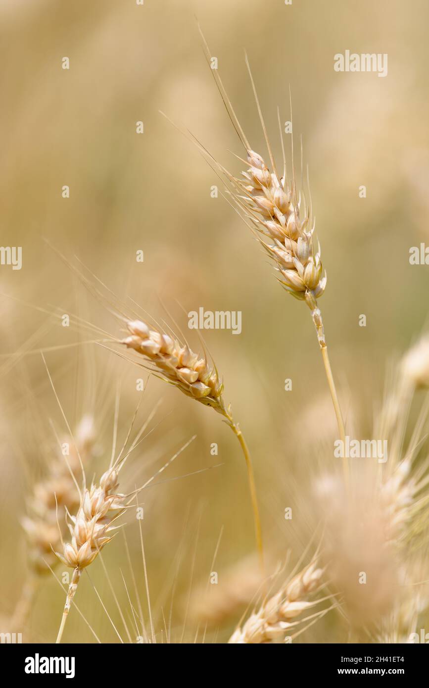 Spike of Wheat Stock Photo - Alamy