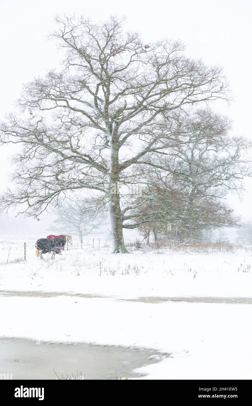 A pair of horses trying to seek shelter under a tree during a heavy snow storm and blizzard on a ...