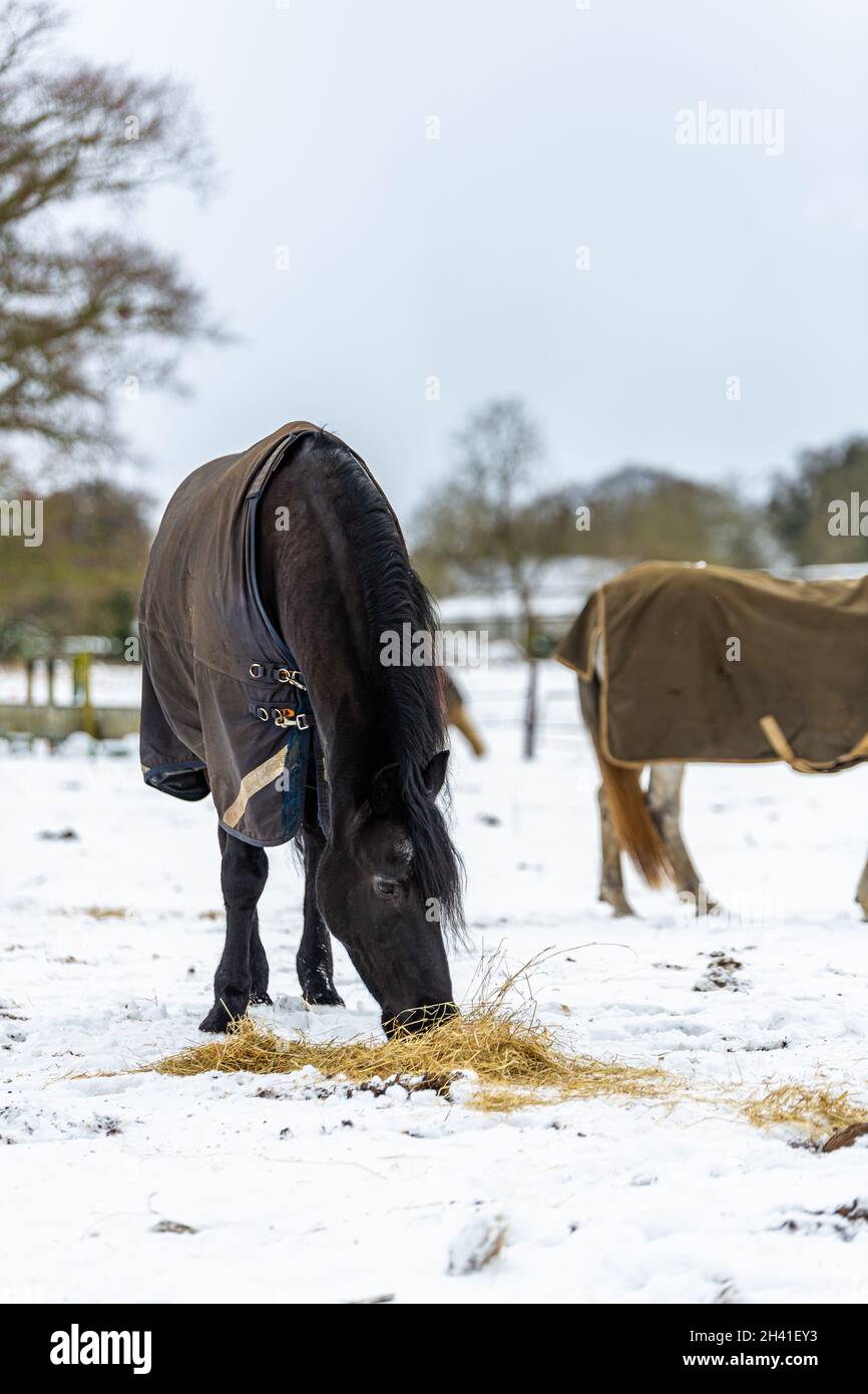 Horses grazing on hay that the farmer has provided during a rare heavy ...