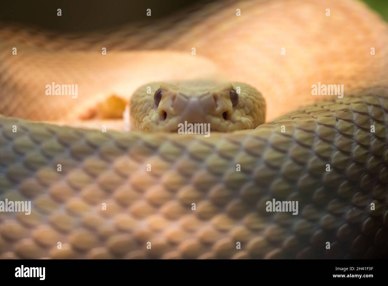 Eastern diamondback snake hi-res stock photography and images - Alamy