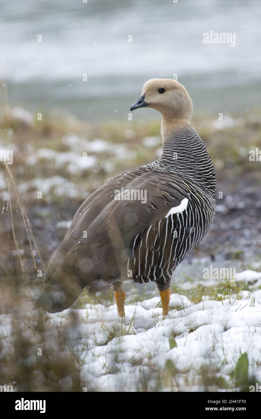Male female upland goose hi-res stock photography and images - Alamy
