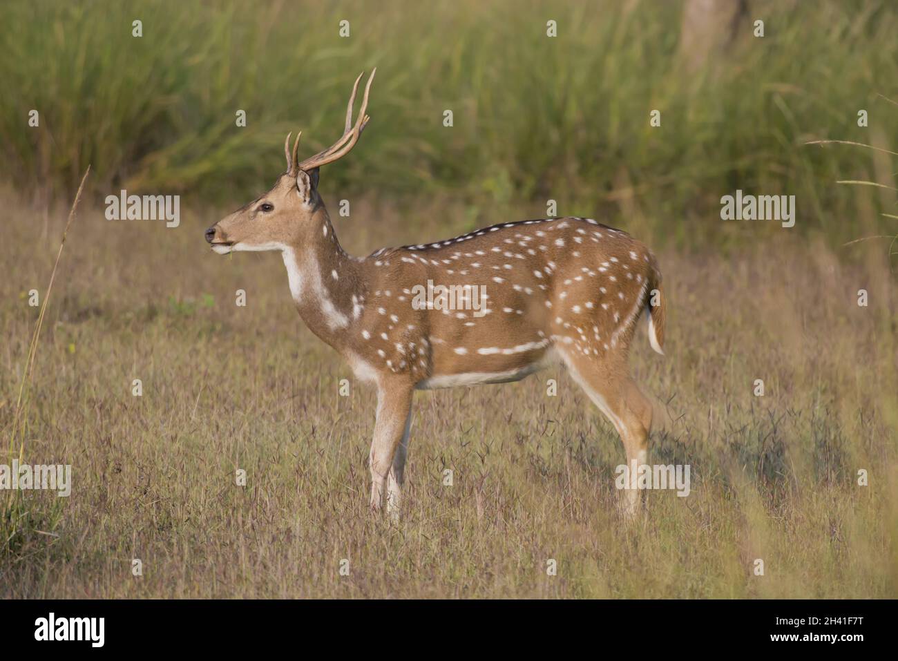 Chital Deer Stock Photo - Alamy