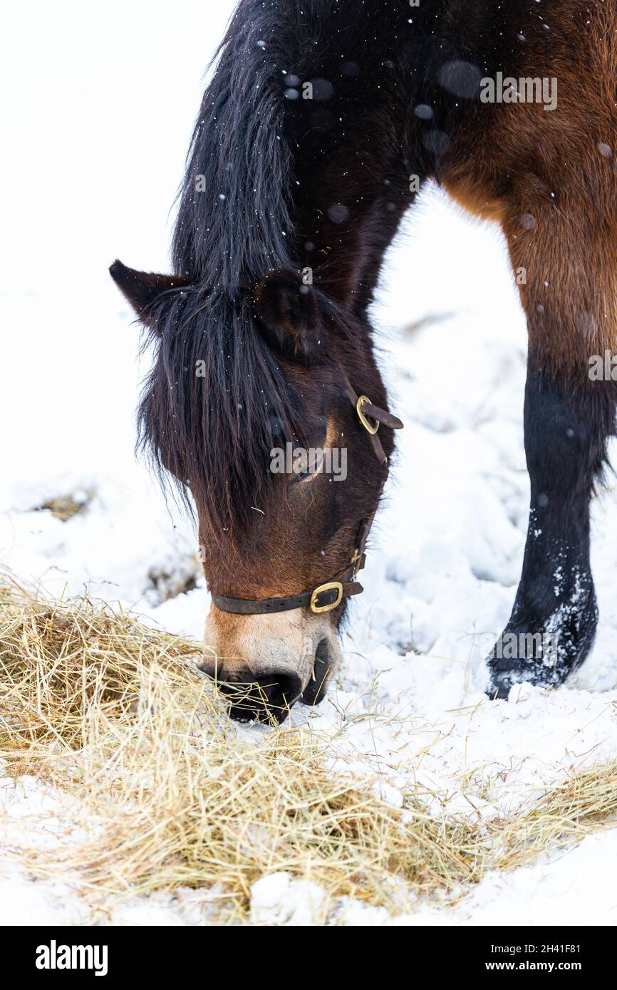 A beautiful horse grazing on hay that the farmer has provided during a ...