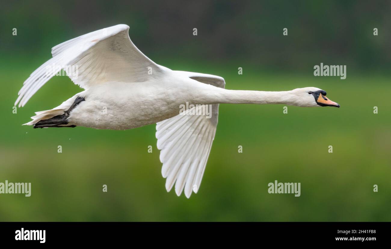 Flying swan hi-res stock photography and images - Alamy