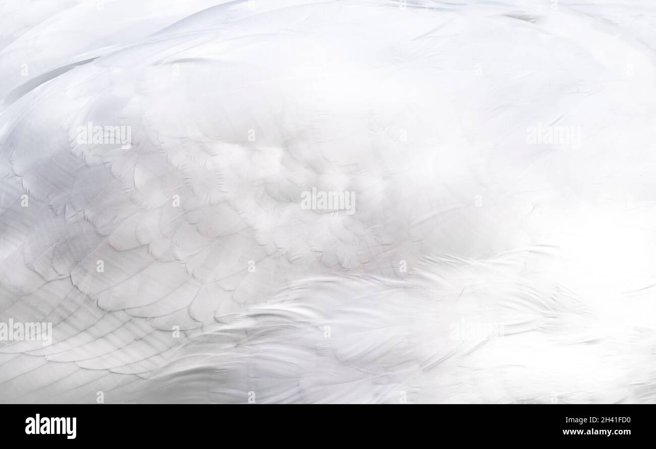 Snow white swan wing feather texture background Stock Photo - Alamy