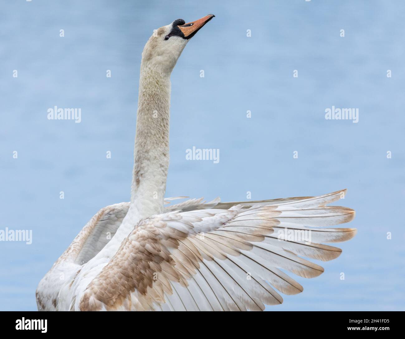 Swan photos hi-res stock photography and images - Alamy
