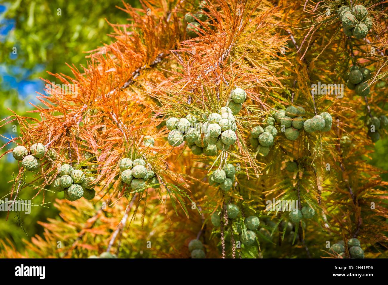 Cones of Bald Cypress (Taxodium distichum) - deciduous coniferous tree ...