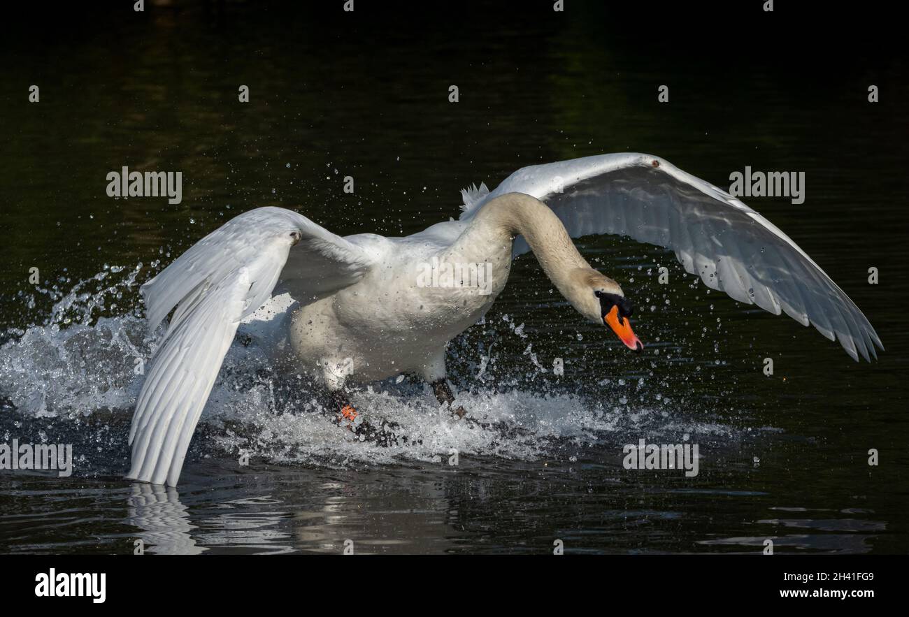 Flying swan hi-res stock photography and images - Alamy