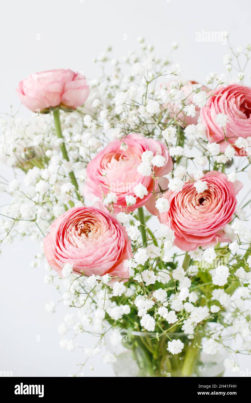 Pink ranunculus flowers and tiny white gypsophila paniculata. Home ...