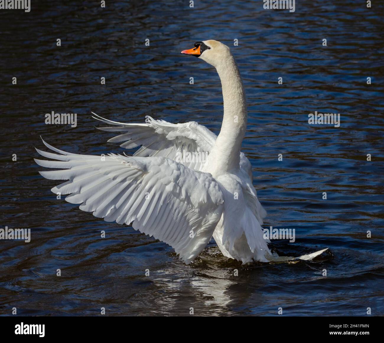 Swan flapping its wings hi-res stock photography and images - Alamy