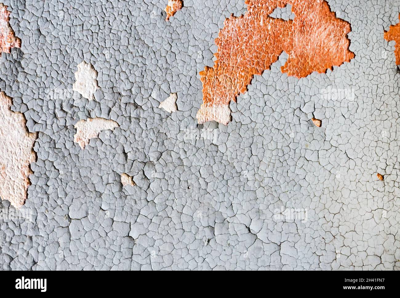 Old cracked grey paint peeling off from wall texture background. Close ...