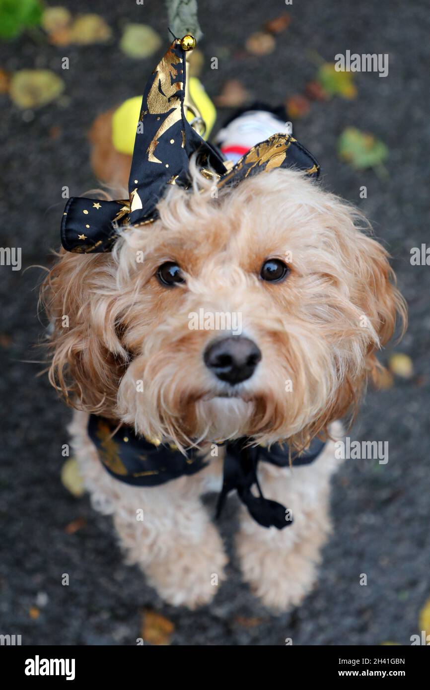 London, UK. 31st Oct, 2021. Digit the Cavapoo at the All Dogs Matter ...